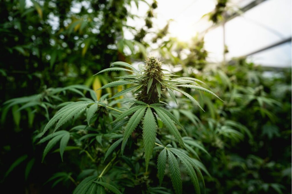 Kender du det endocannabinoide system? - Humor Freak